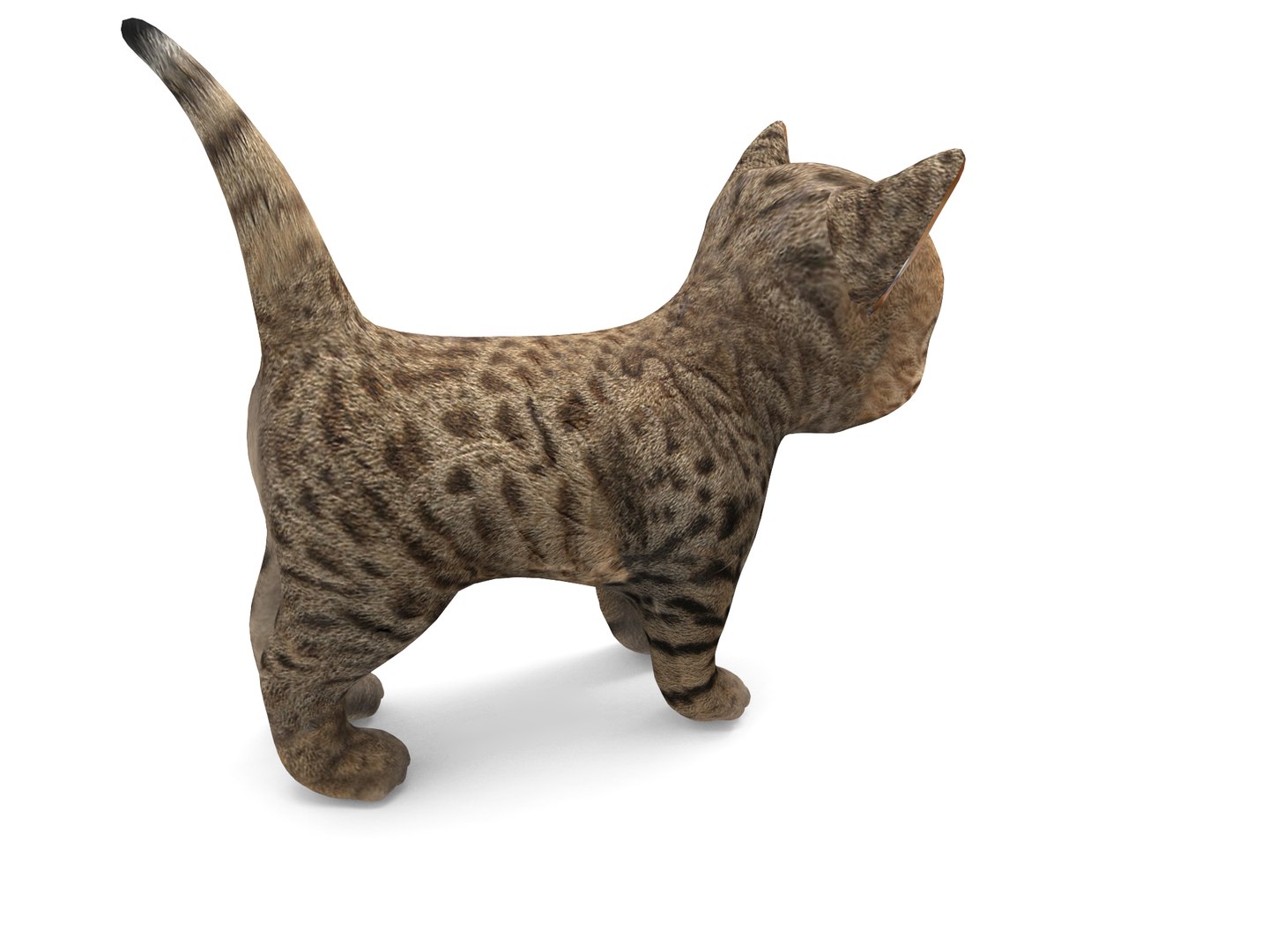 Cute Cat Animation 3D Model - TurboSquid 1219526