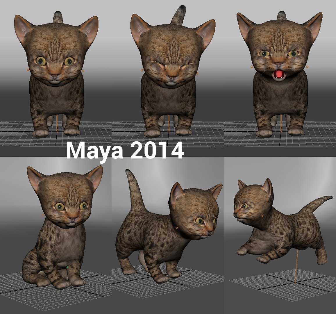 Cute Cat Animation 3D Model - TurboSquid 1219526
