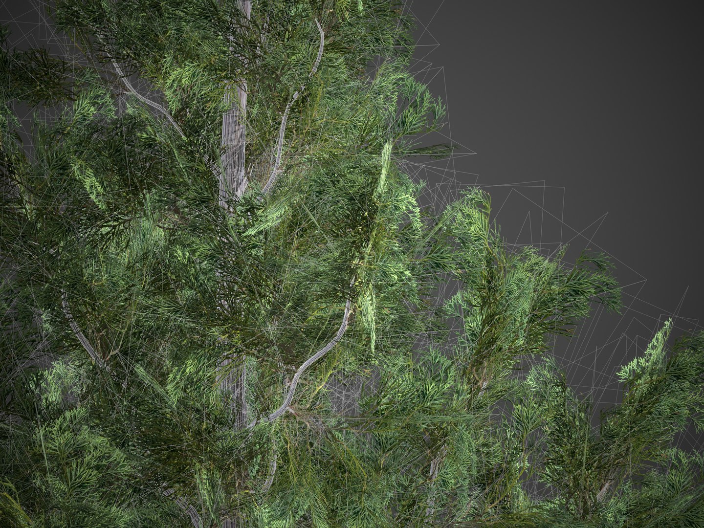 3D 2021 PBR Red Juniper Collection - Juniperus Virginiana - TurboSquid ...