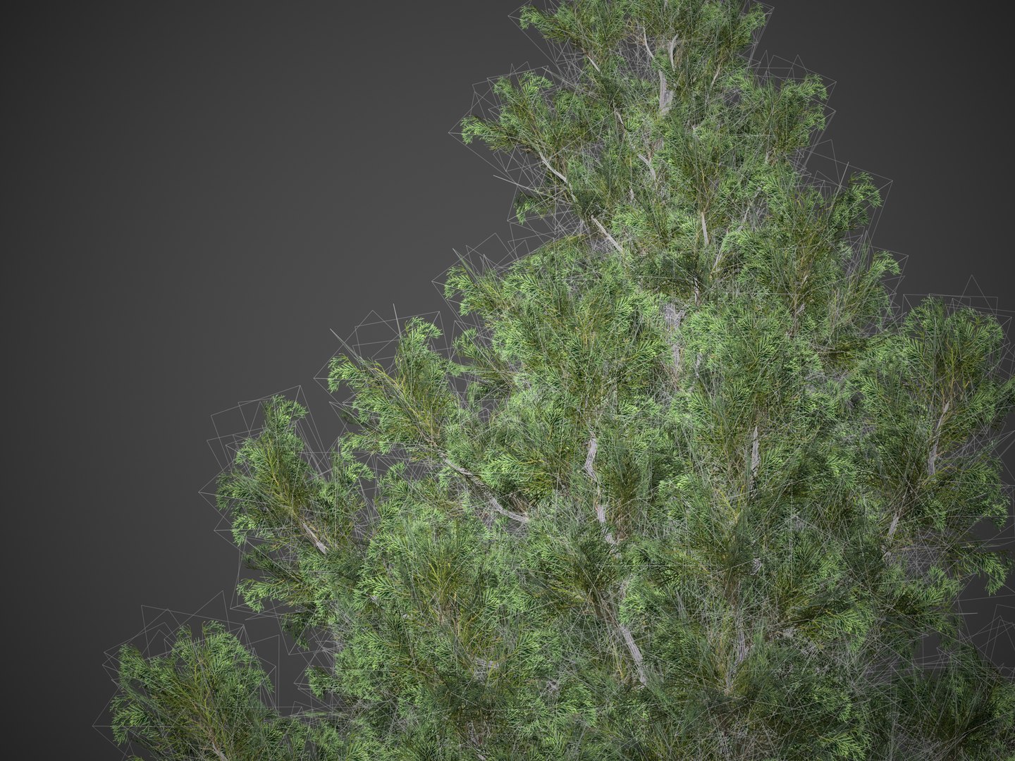 3D 2021 PBR Red Juniper Collection - Juniperus Virginiana - TurboSquid ...