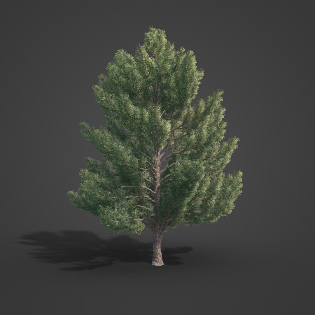 3D 2021 PBR Red Juniper Collection - Juniperus Virginiana - TurboSquid ...