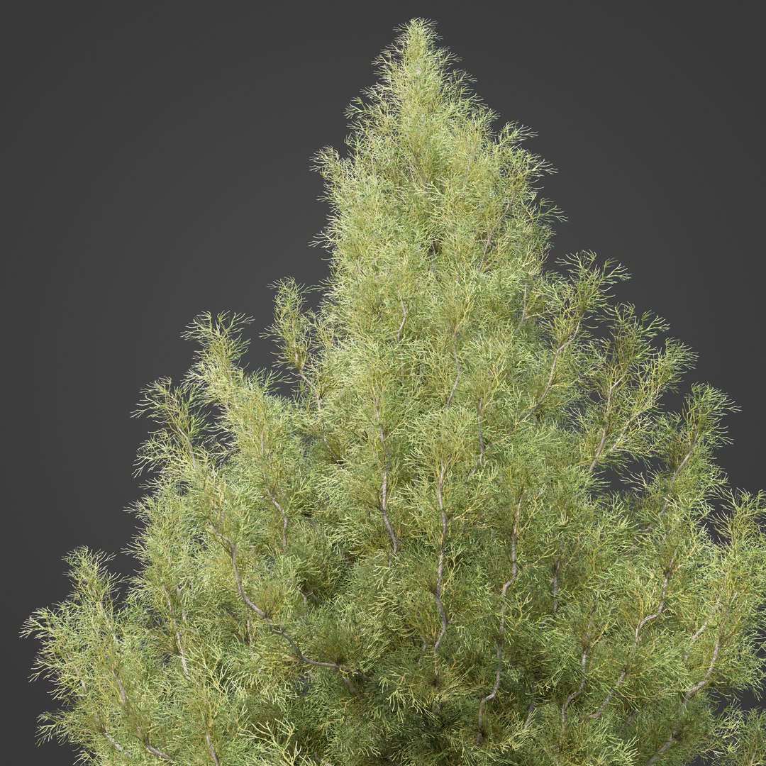 3D 2021 PBR Red Juniper Collection - Juniperus Virginiana - TurboSquid ...