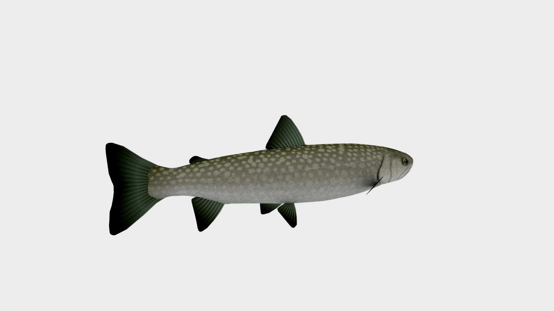 3D Sea Black Carp Fish 3D Model Low Poly - TurboSquid 2242526