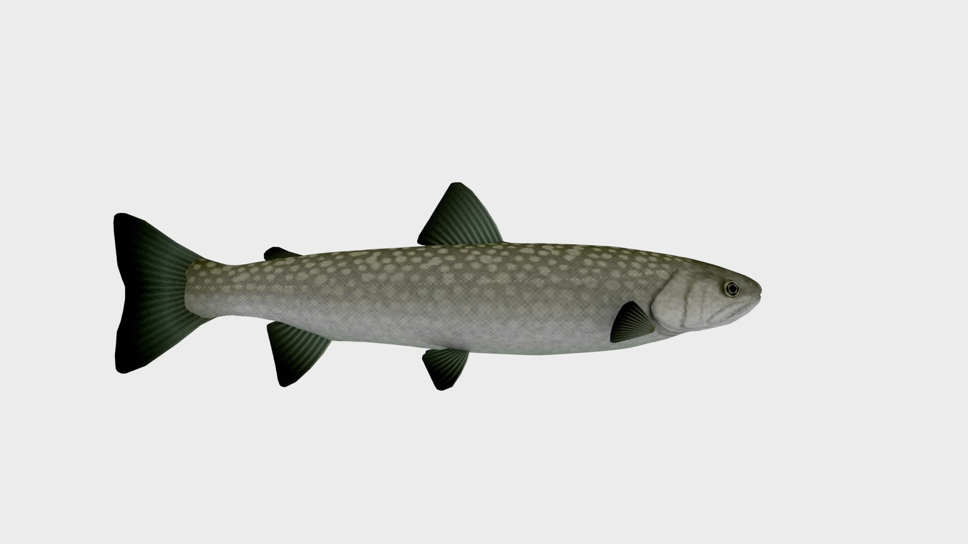 3D Sea Black Carp Fish 3D Model Low Poly - TurboSquid 2242526