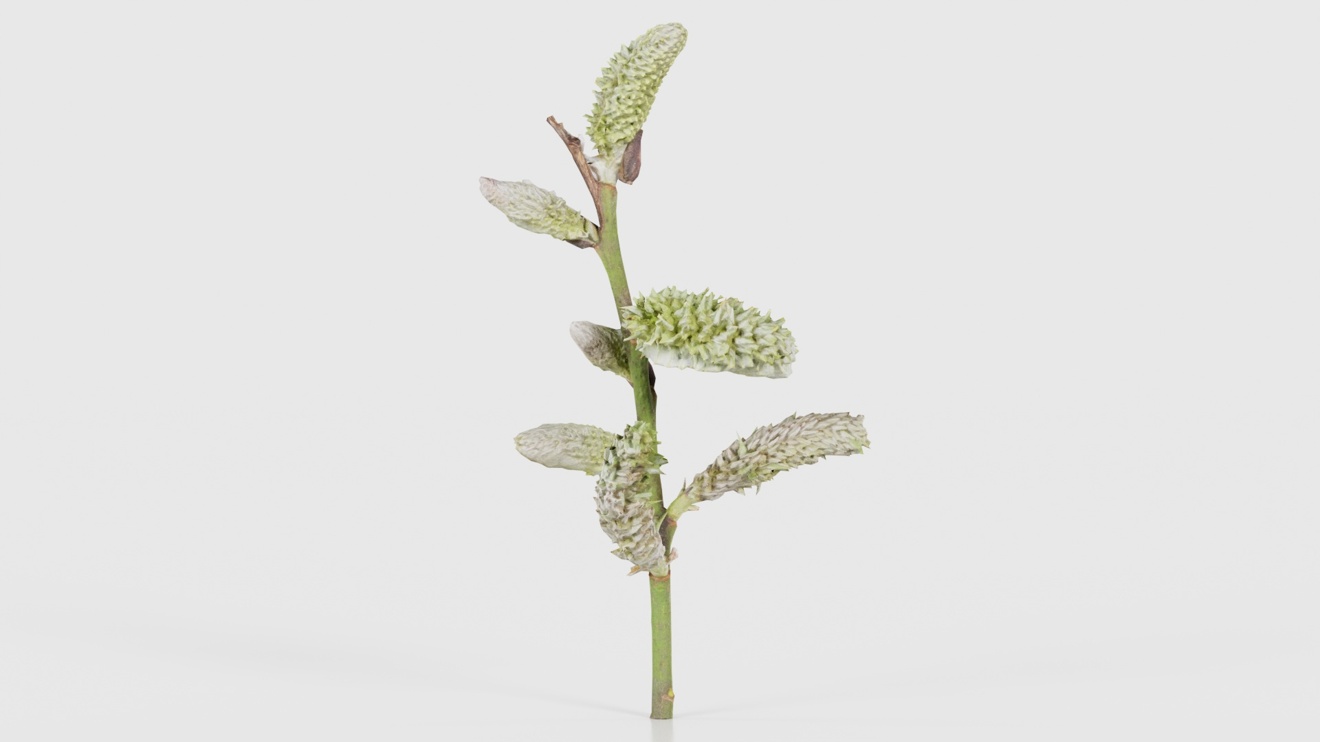 Salix Atrocinerea Brot Grey Willow Salicaceae Sprout Remastered Model - TurboSquid 2362681