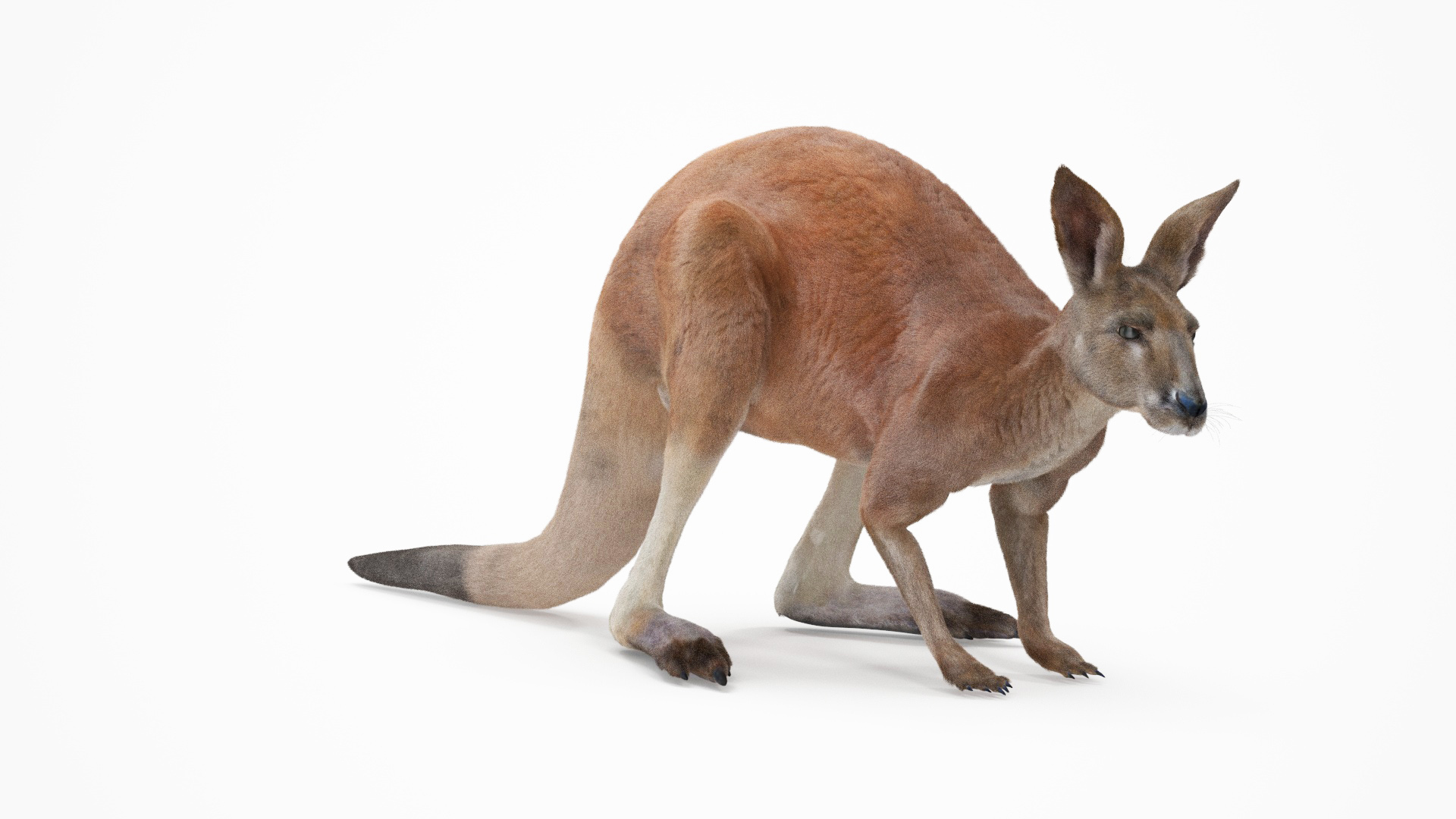 3D Kangaroo Stands On Four Paws Fur - TurboSquid 2284097