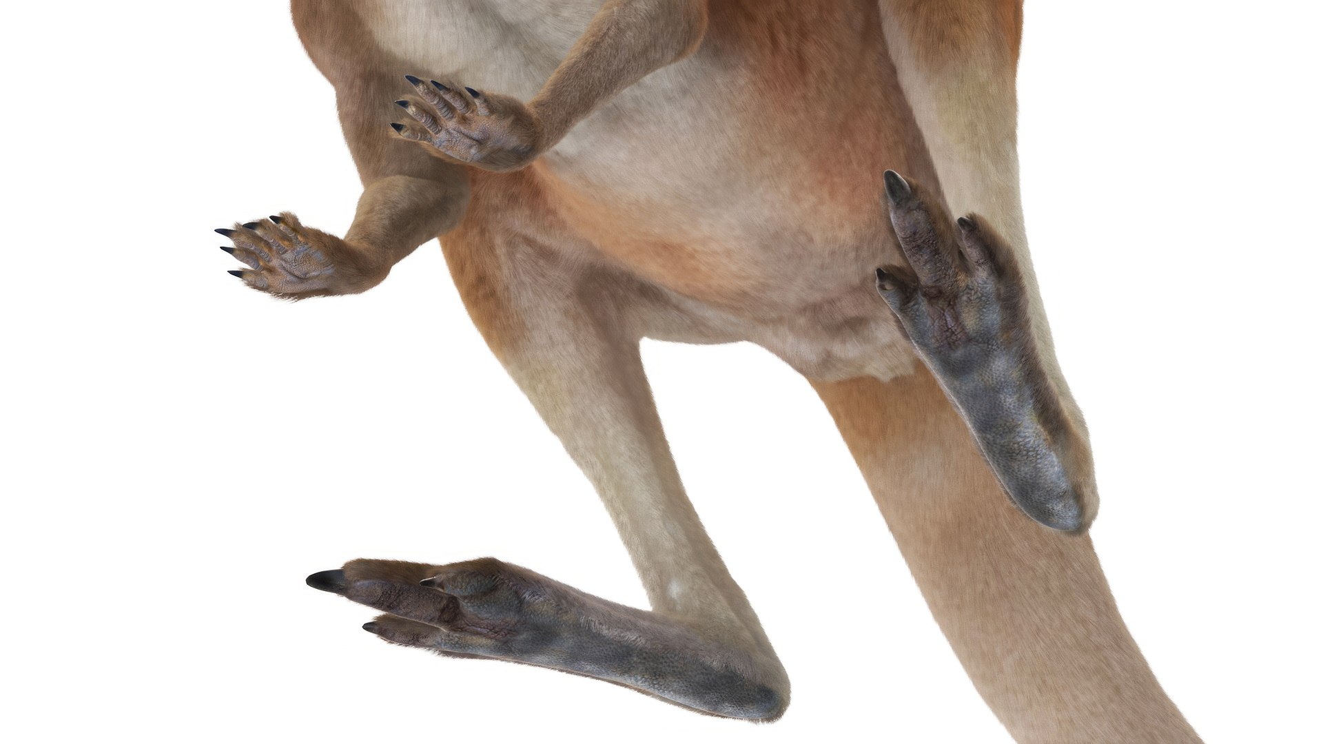 3D Kangaroo Stands On Four Paws Fur - TurboSquid 2284097