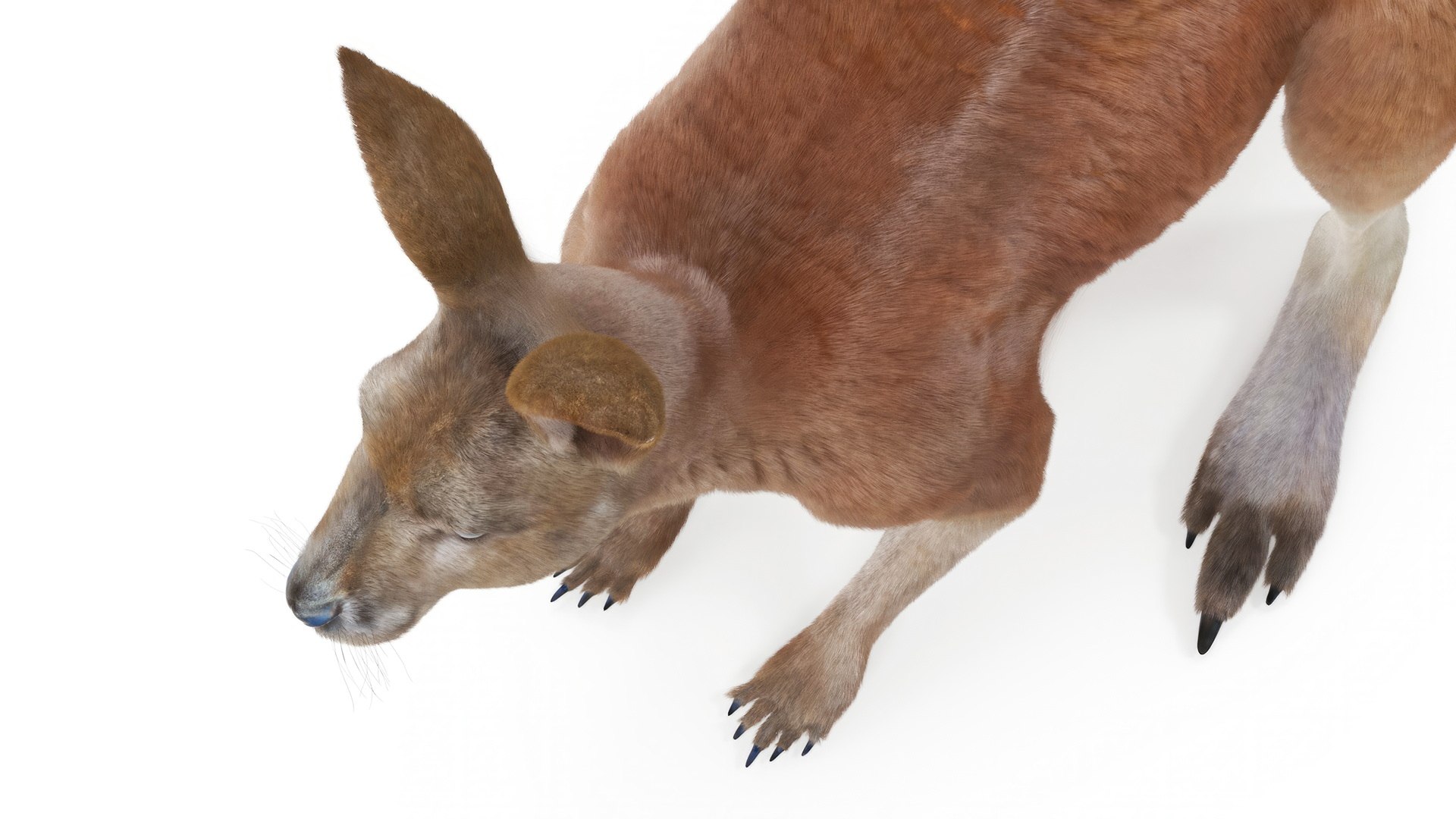 3D Kangaroo Stands On Four Paws Fur - TurboSquid 2284097