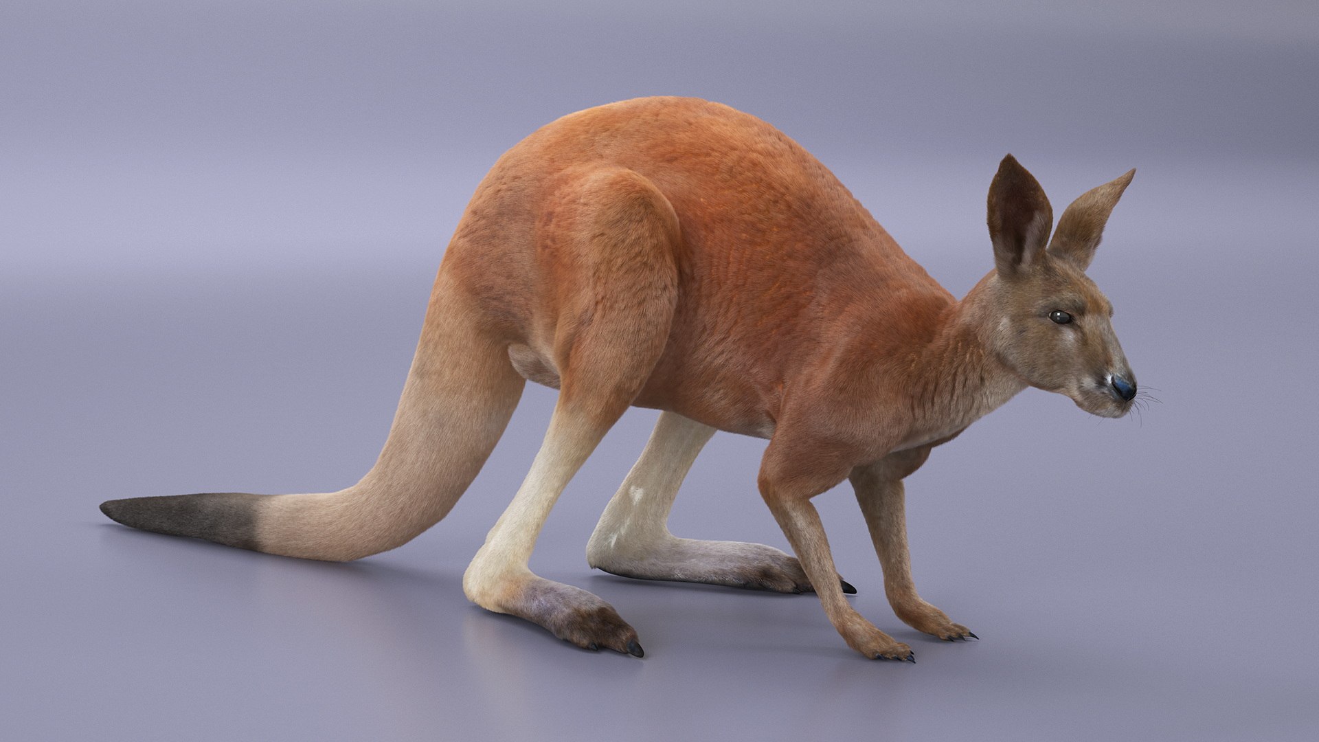 3D Kangaroo Stands On Four Paws Fur - TurboSquid 2284097