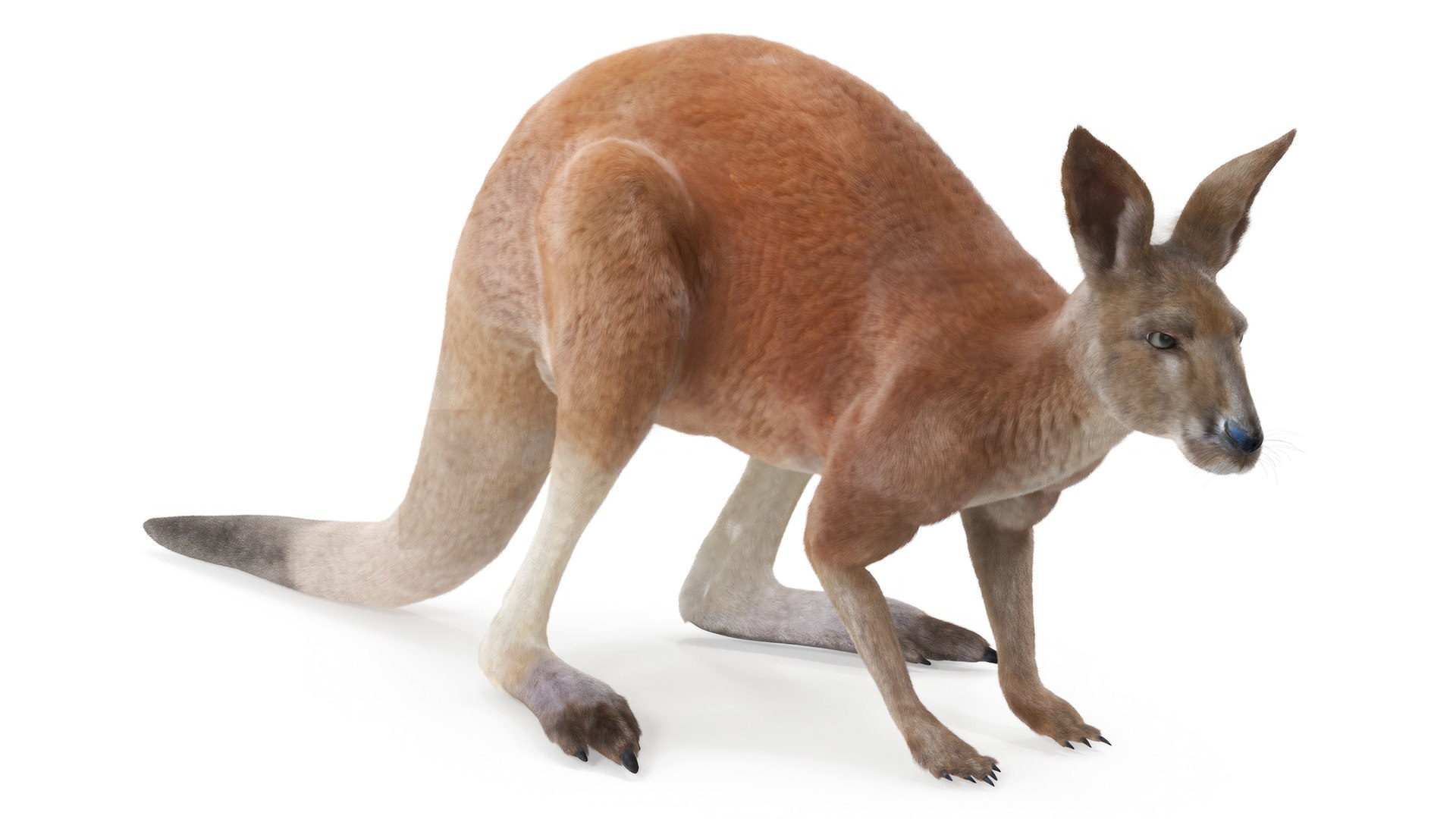 3D Kangaroo Stands On Four Paws Fur - TurboSquid 2284097