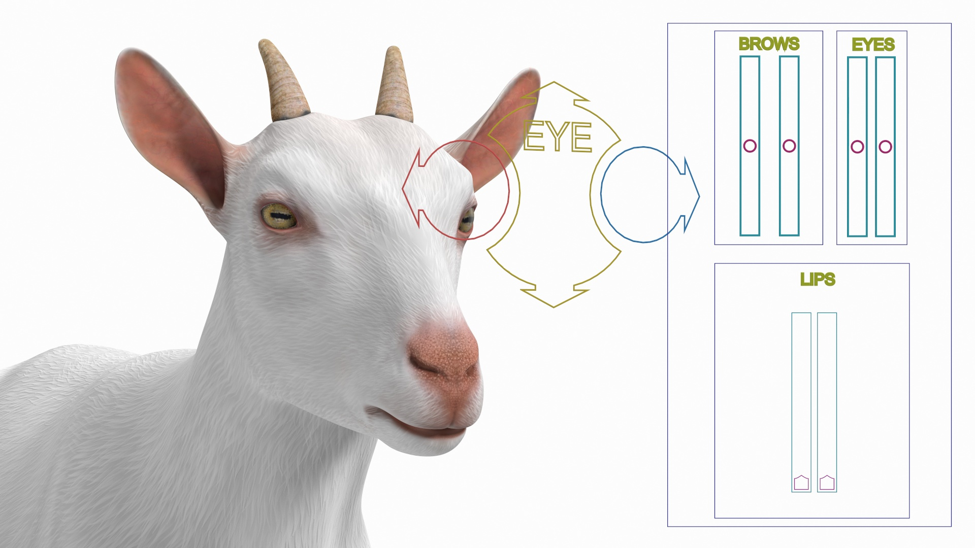 Goat Saanen Breed Rigged 3D Model - TurboSquid 1991639