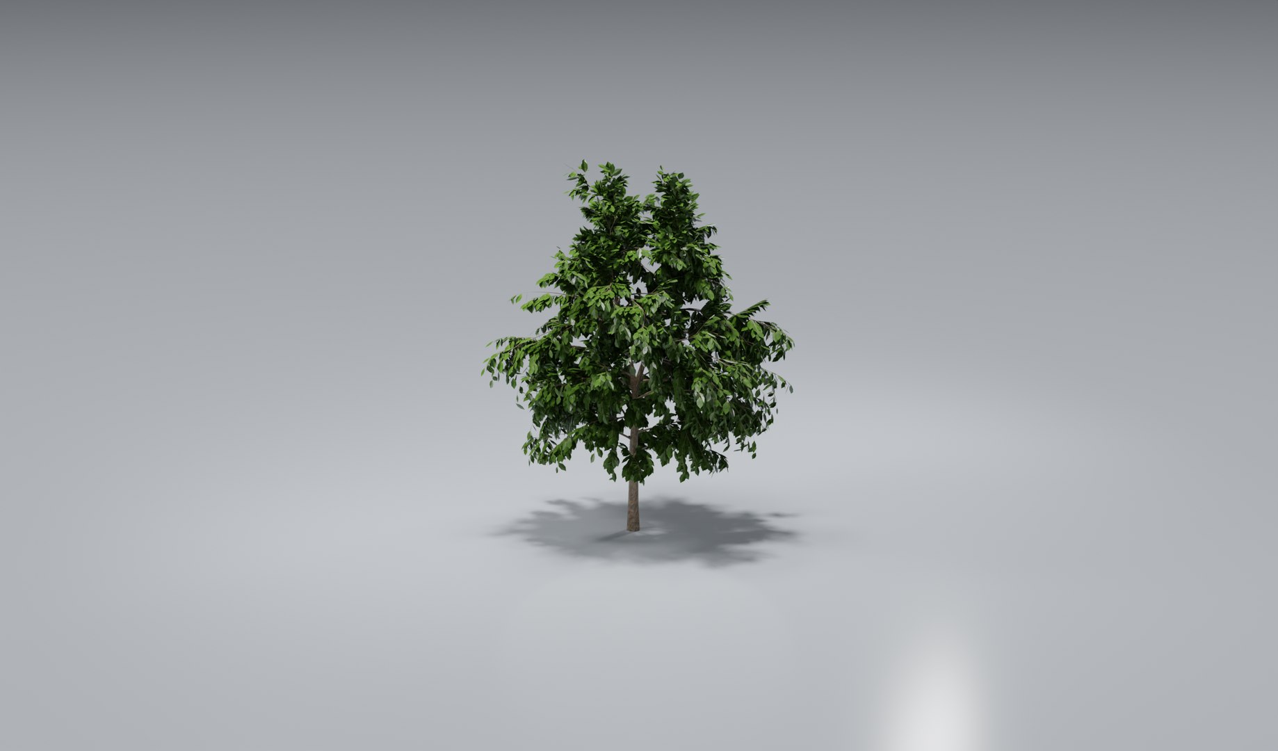 3D Tree - TurboSquid 2240965