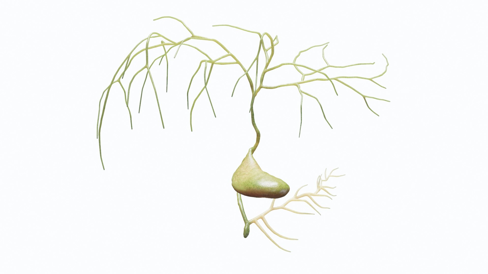 3D Human Gallbladder - TurboSquid 2183641