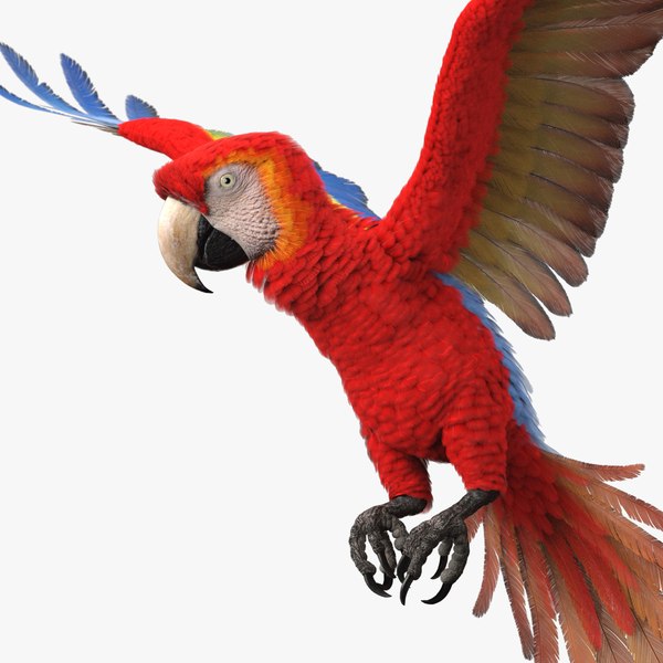Macaw 3D Models for Download | TurboSquid