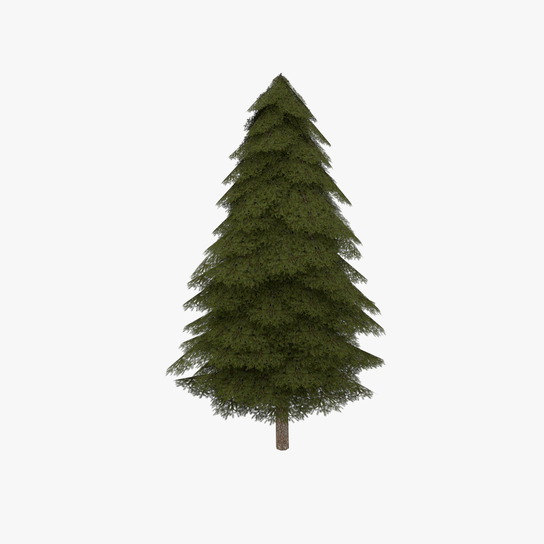 3d Fir Evergreen Tree