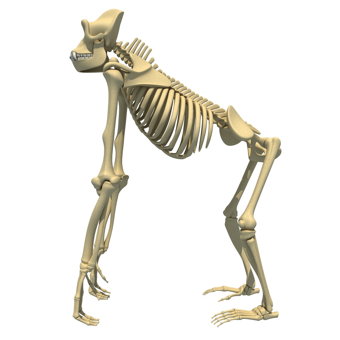 Gorilla Skeleton 3d Model