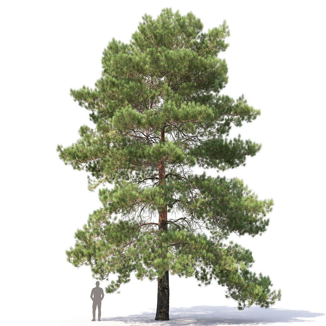 3D Pine Trees Model - TurboSquid 1695760