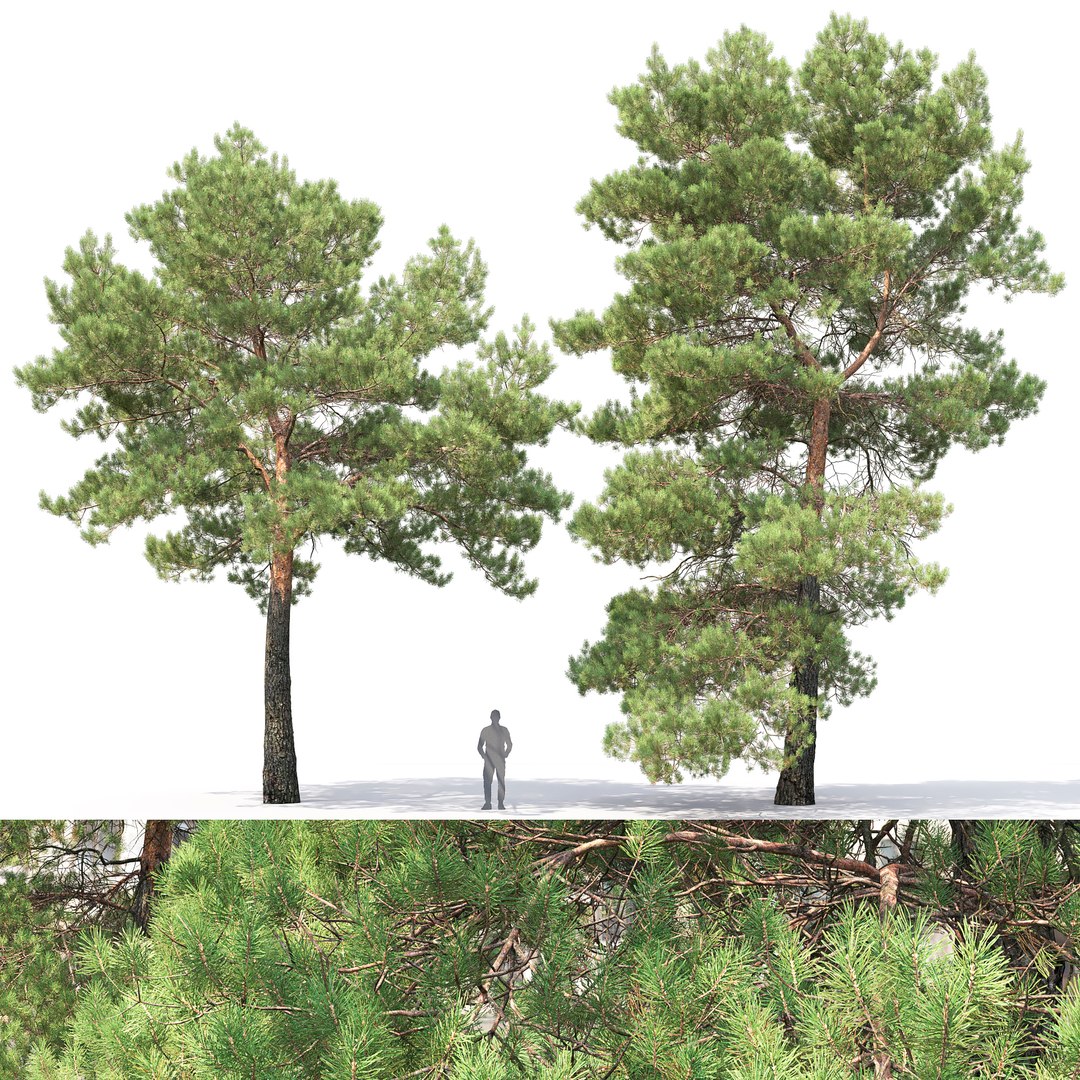 3D Pine Trees Model - TurboSquid 1695760