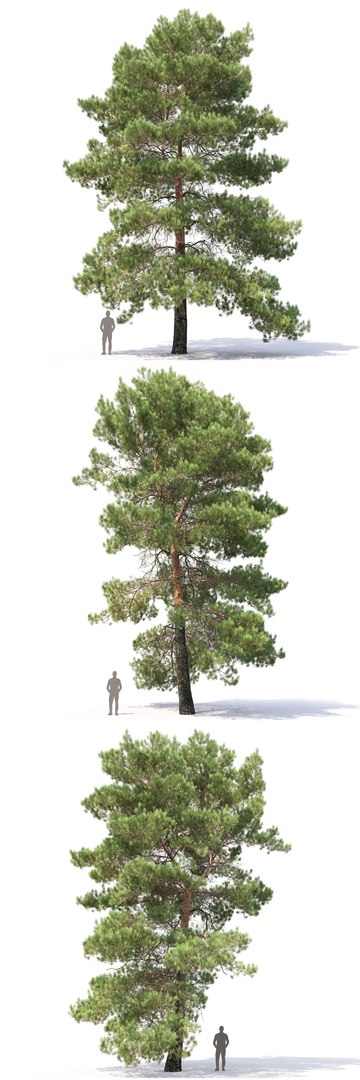 3D Pine Trees Model - TurboSquid 1695760