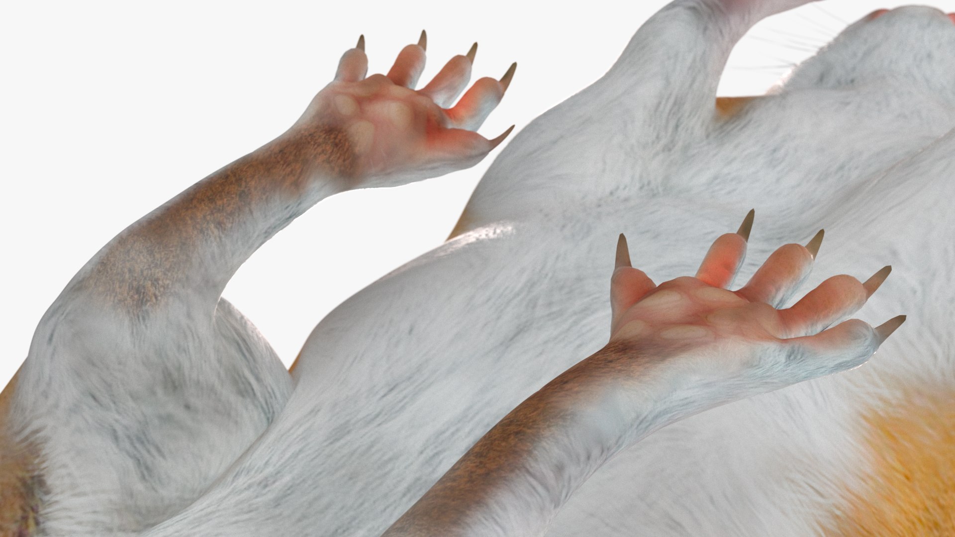 Kakadu Pebble-mound Mouse Idle Pose Model - TurboSquid 2196941