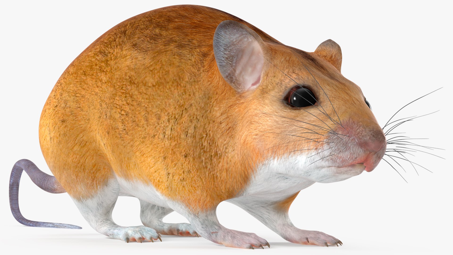 Kakadu Pebble-mound Mouse Idle Pose Model - TurboSquid 2196941