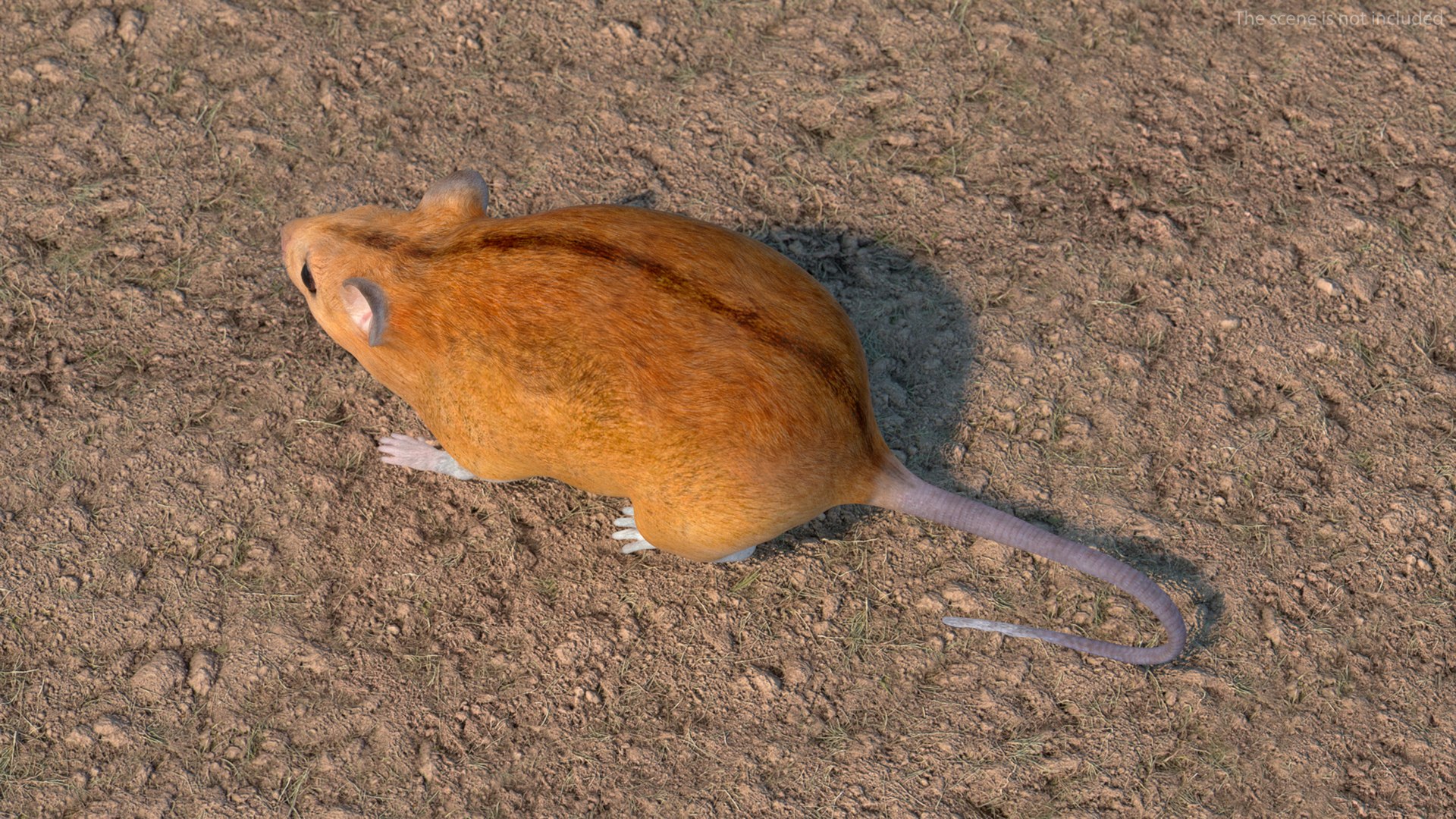 Kakadu Pebble-mound Mouse Idle Pose Model - TurboSquid 2196941