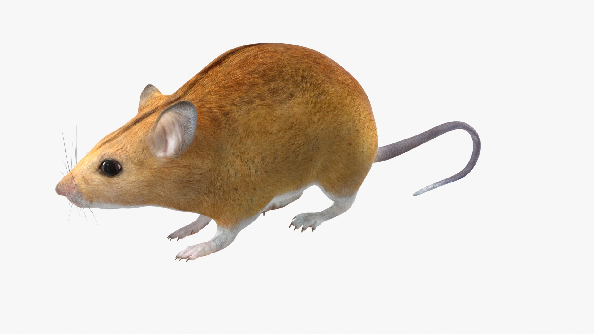 Kakadu Pebble-mound Mouse Idle Pose Model - TurboSquid 2196941