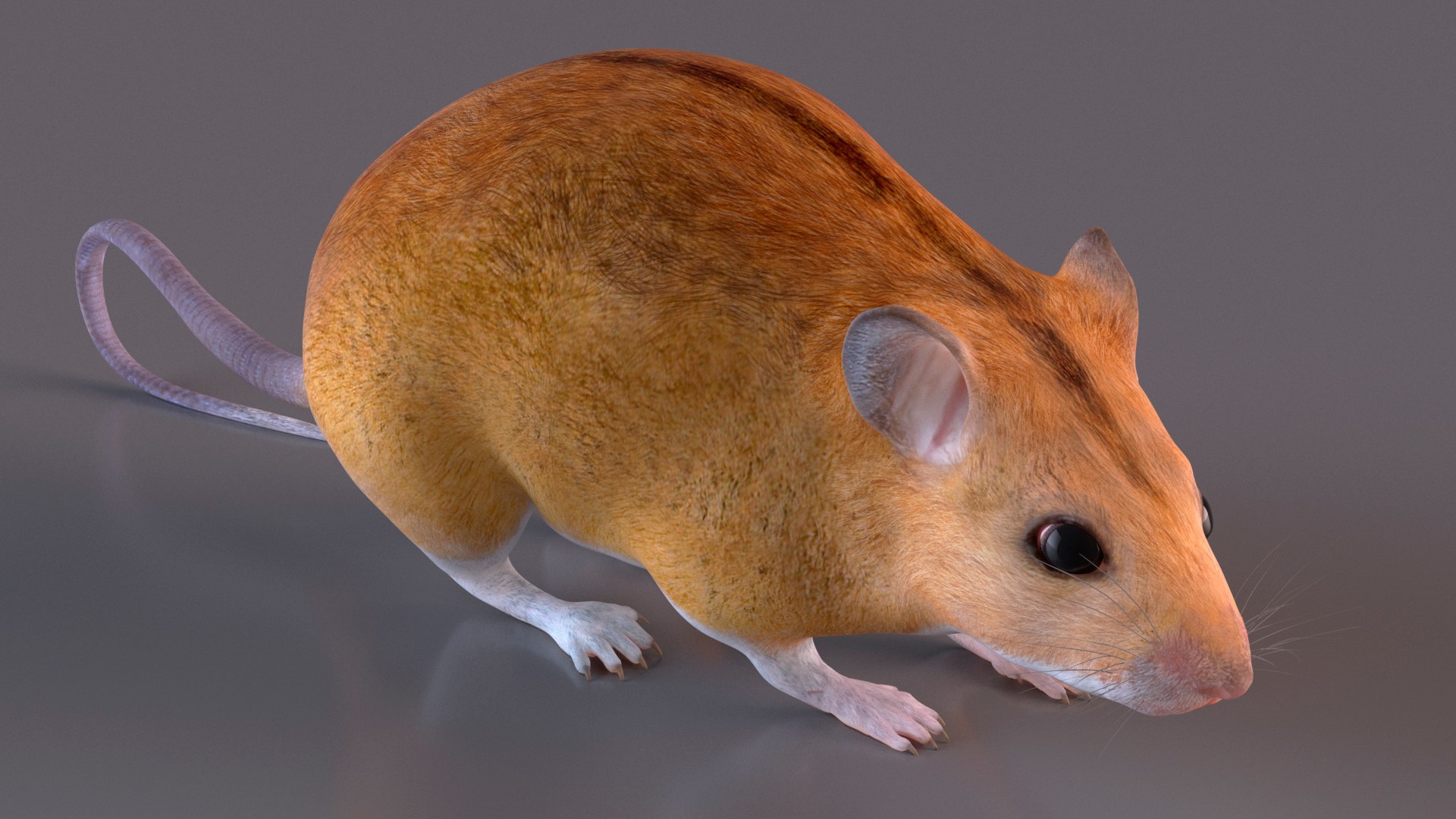 Kakadu Pebble-mound Mouse Idle Pose Model - TurboSquid 2196941