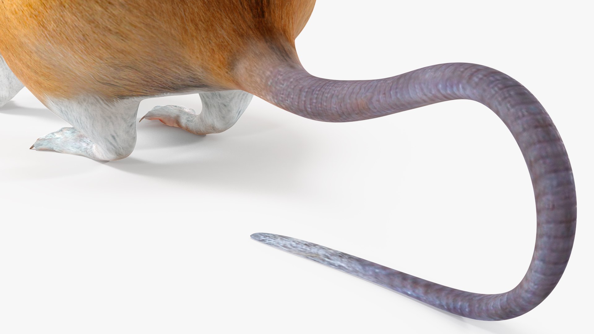 Kakadu Pebble-mound Mouse Idle Pose Model - TurboSquid 2196941