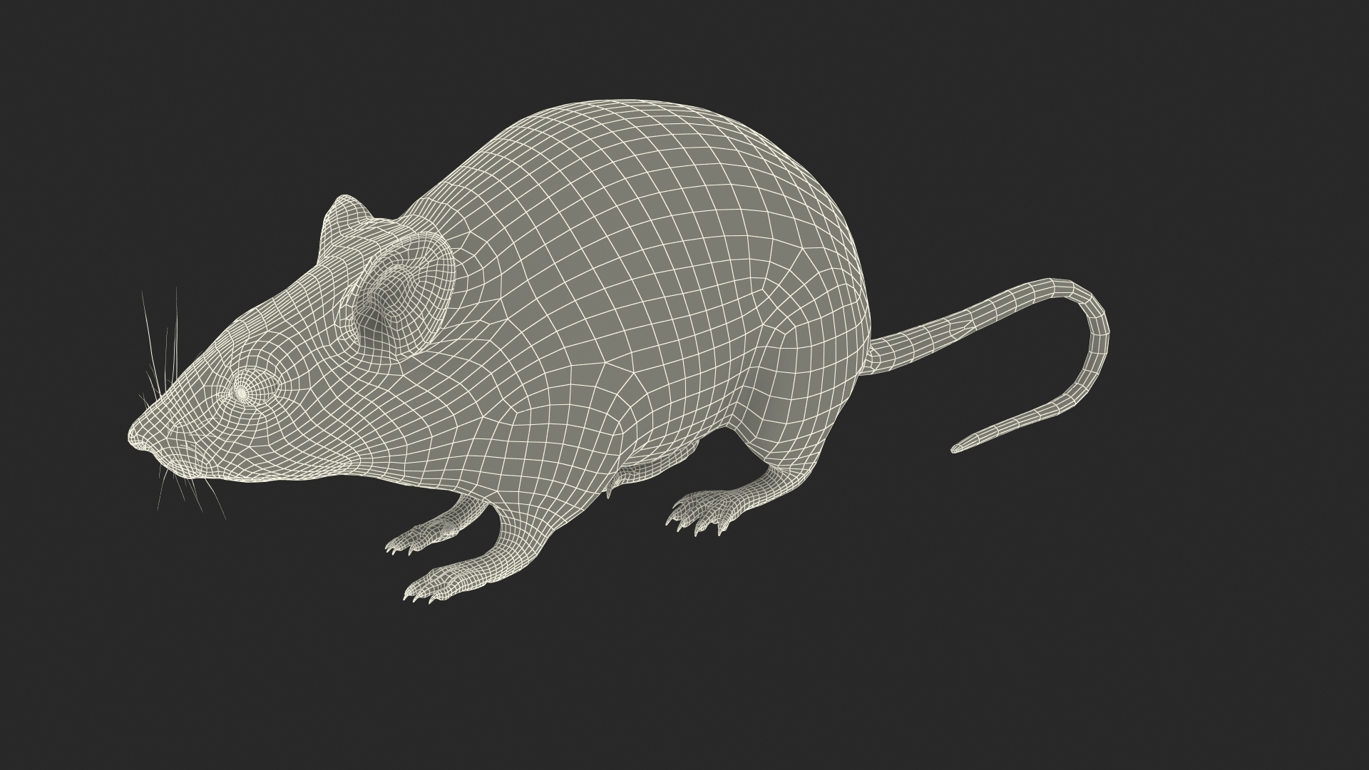 Kakadu Pebble-mound Mouse Idle Pose Model - TurboSquid 2196941