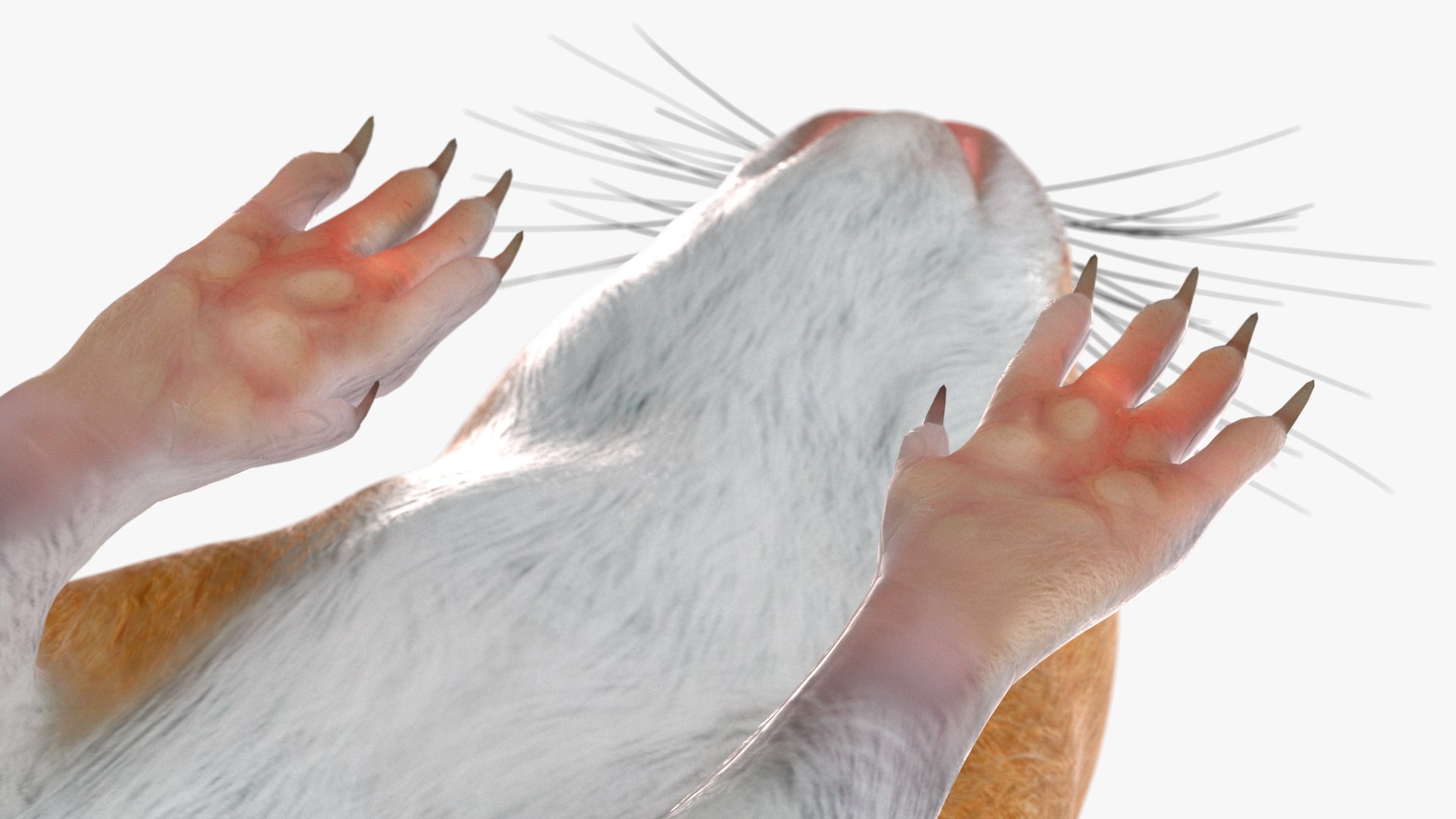 Kakadu Pebble-mound Mouse Idle Pose Model - TurboSquid 2196941