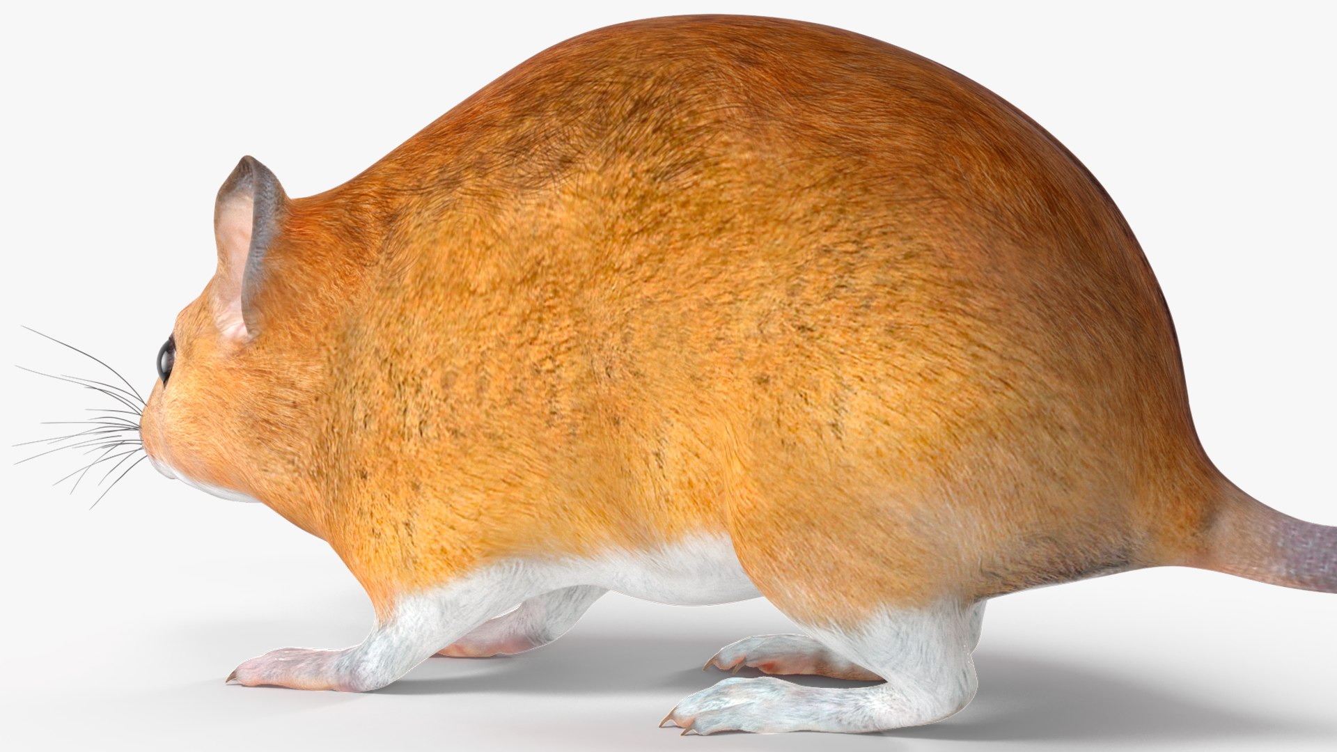 Kakadu Pebble-mound Mouse Idle Pose Model - TurboSquid 2196941