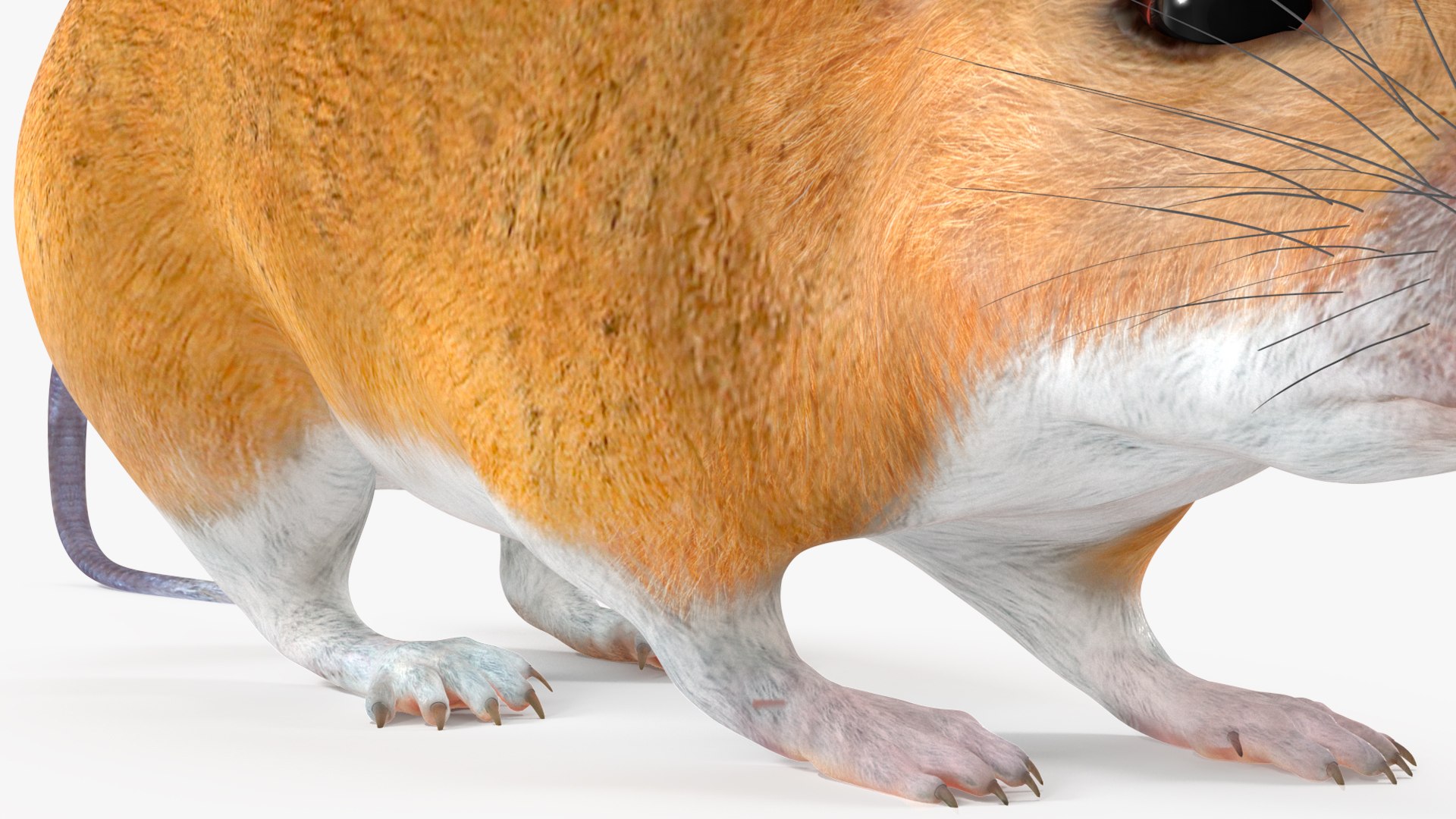 Kakadu Pebble-mound Mouse Idle Pose Model - TurboSquid 2196941