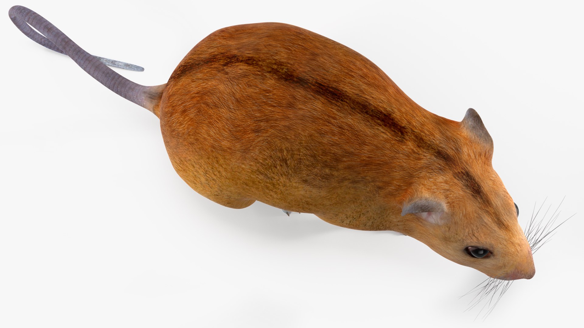 Kakadu Pebble-mound Mouse Idle Pose Model - TurboSquid 2196941