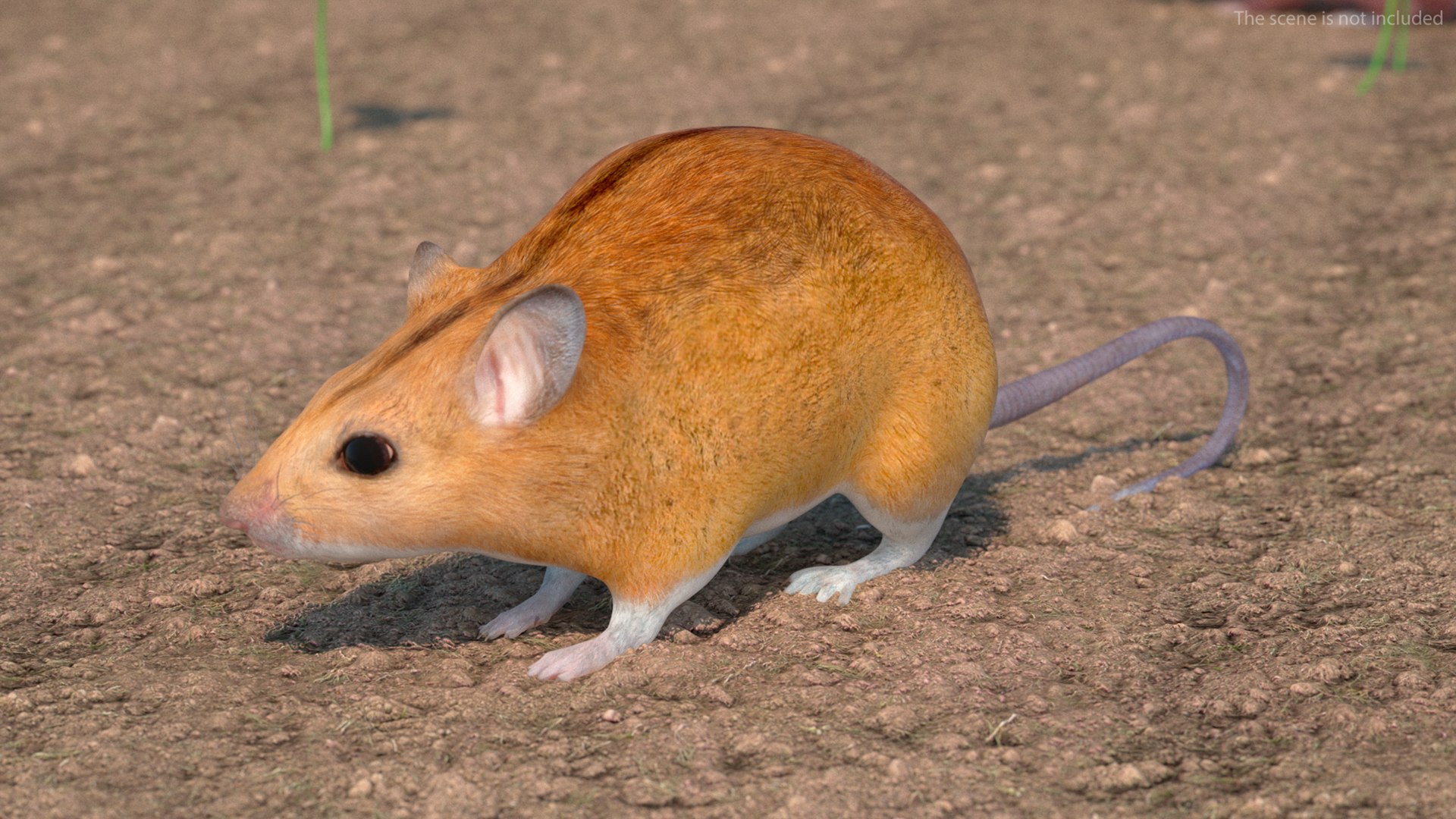 Kakadu Pebble-mound Mouse Idle Pose Model - TurboSquid 2196941