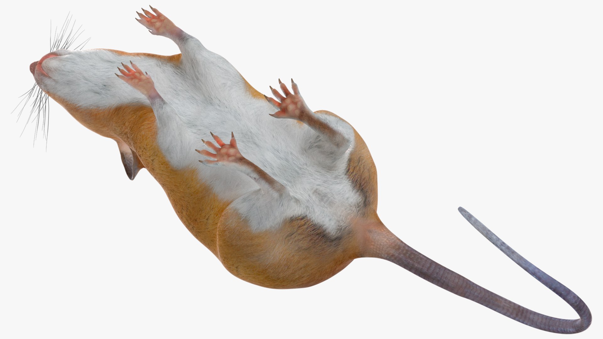 Kakadu Pebble-mound Mouse Idle Pose Model - TurboSquid 2196941