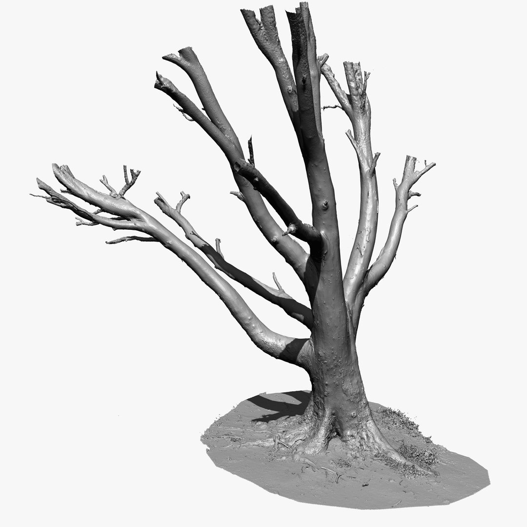 Tree Scan Ultra HQ mesh 6x16k Textures model - TurboSquid 1791923