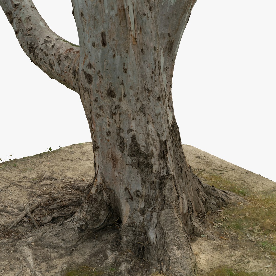 Tree Scan Ultra HQ mesh 6x16k Textures model - TurboSquid 1791923