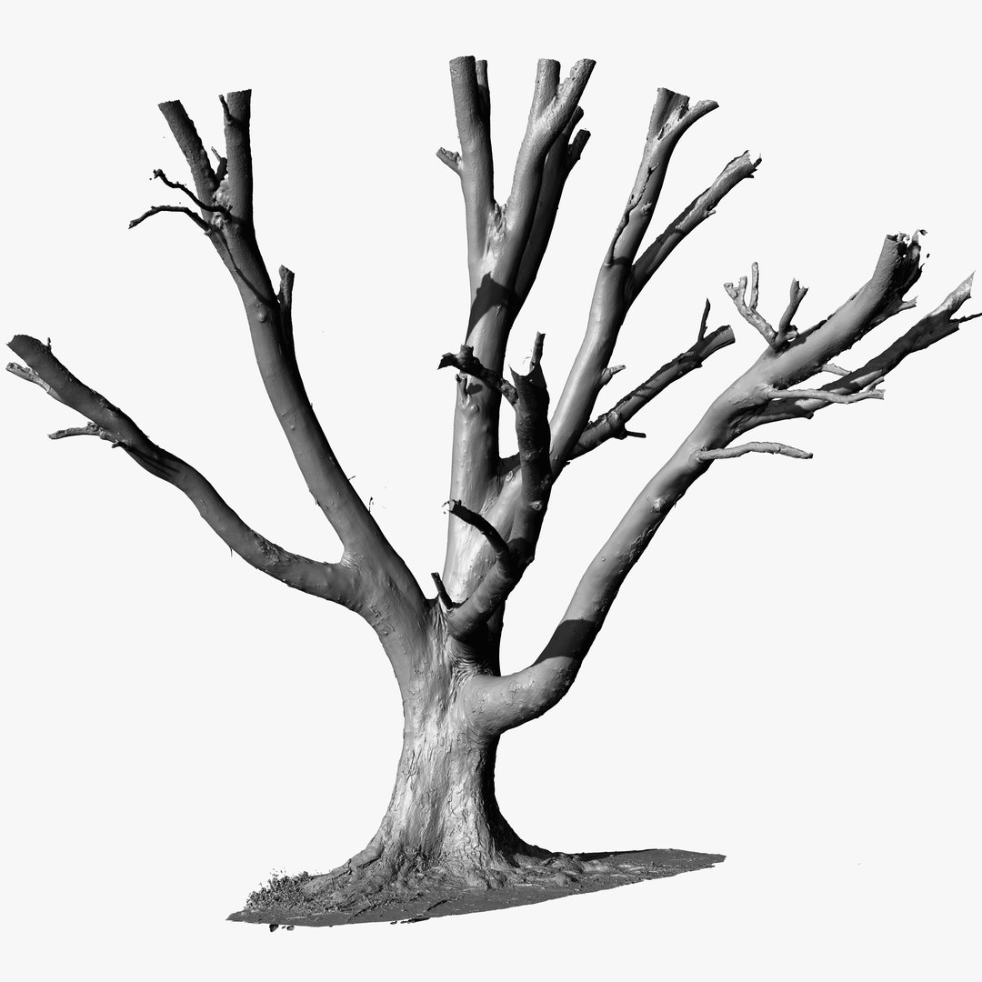 Tree Scan Ultra HQ mesh 6x16k Textures model - TurboSquid 1791923