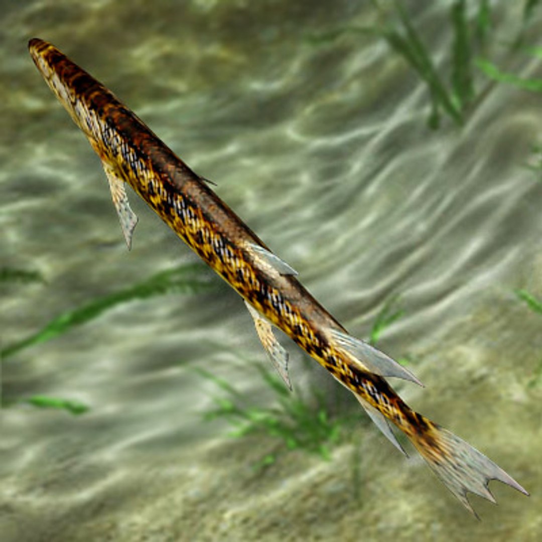 Maya Eusthenopteron Fish Evolution