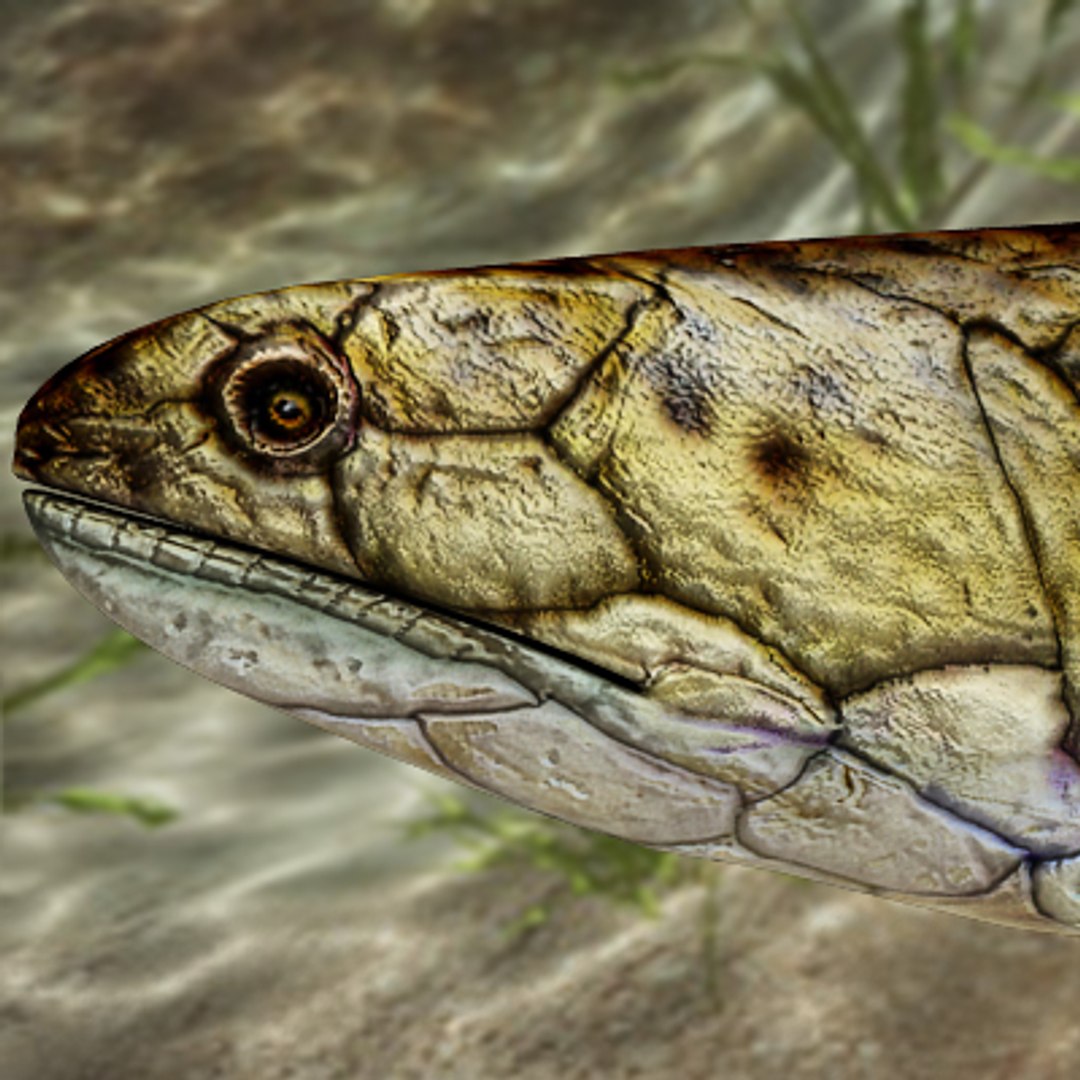 Maya Eusthenopteron Fish Evolution