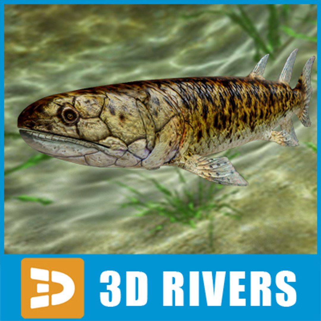 Maya Eusthenopteron Fish Evolution