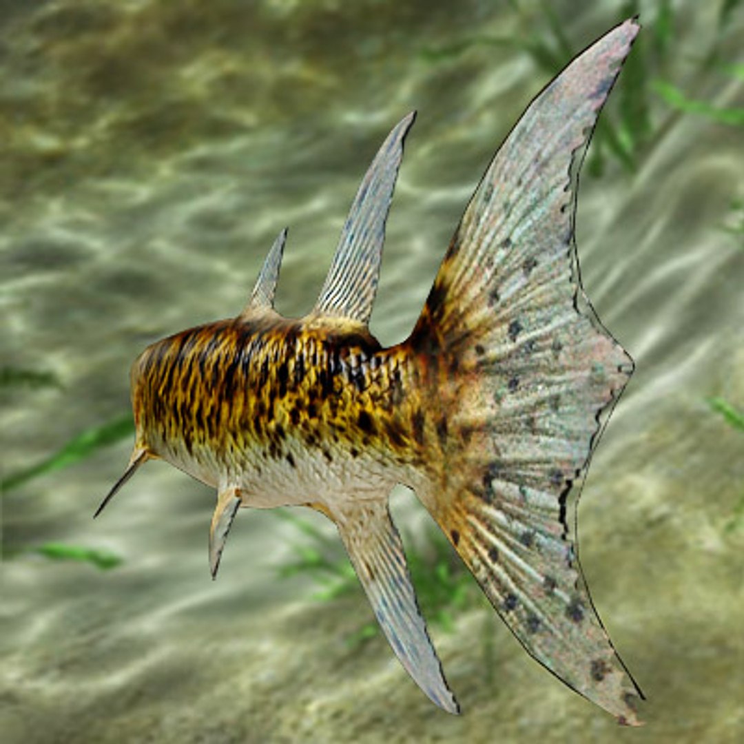 Maya Eusthenopteron Fish Evolution