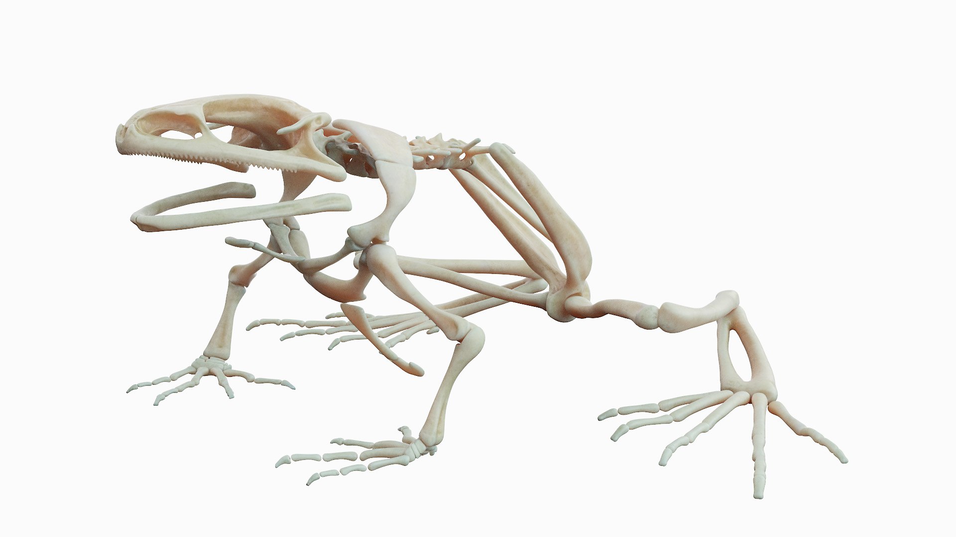 3D Model Frog Body Skeleton And Organs Static - TurboSquid 1908300