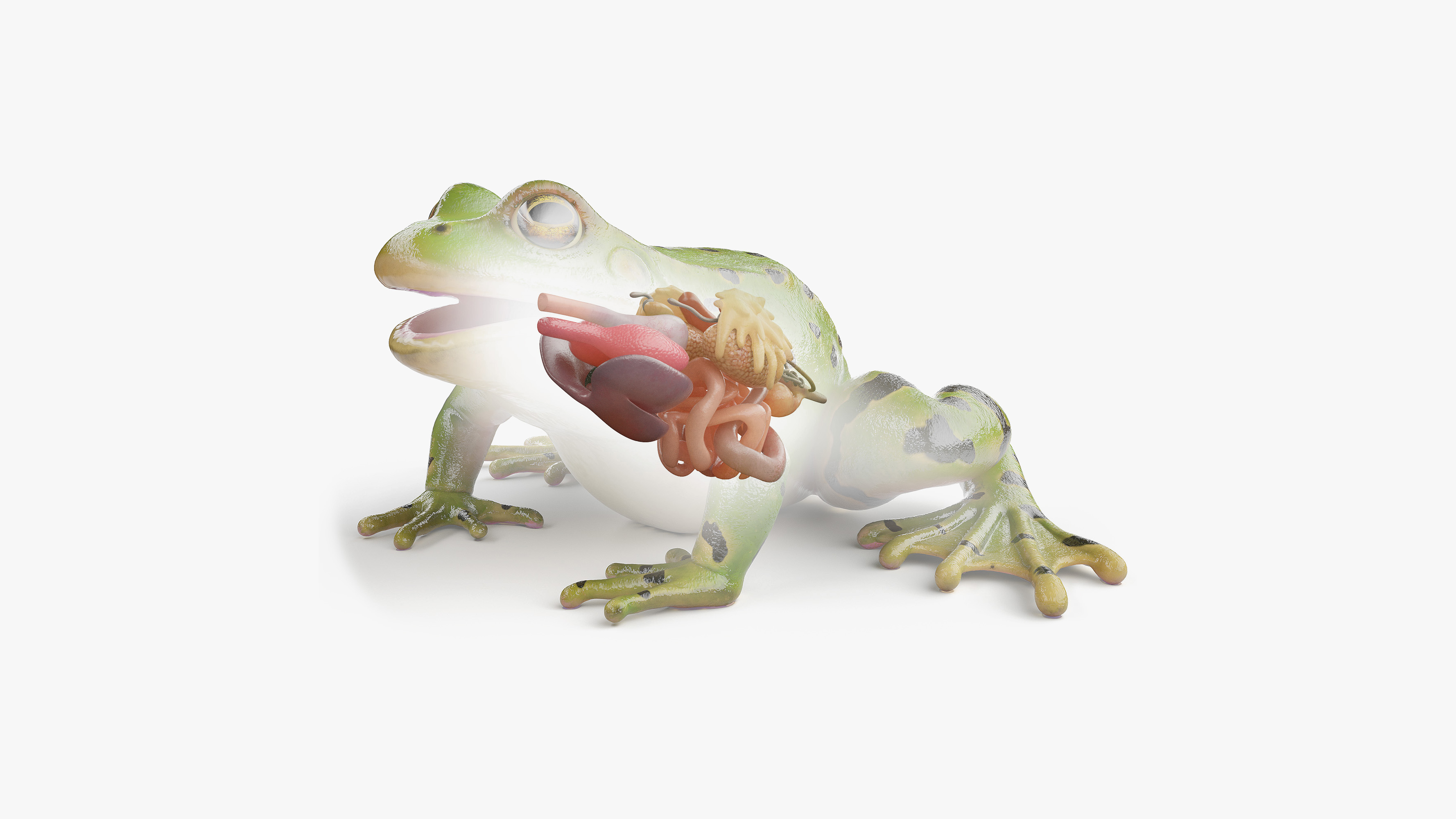 3D model Frog Body Skeleton and Organs Static - TurboSquid 1908300