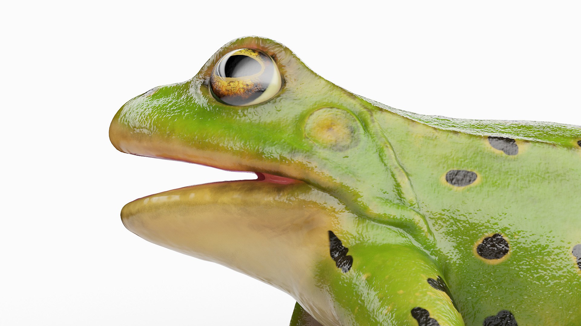 3D Model Frog Body Skeleton And Organs Static - TurboSquid 1908300