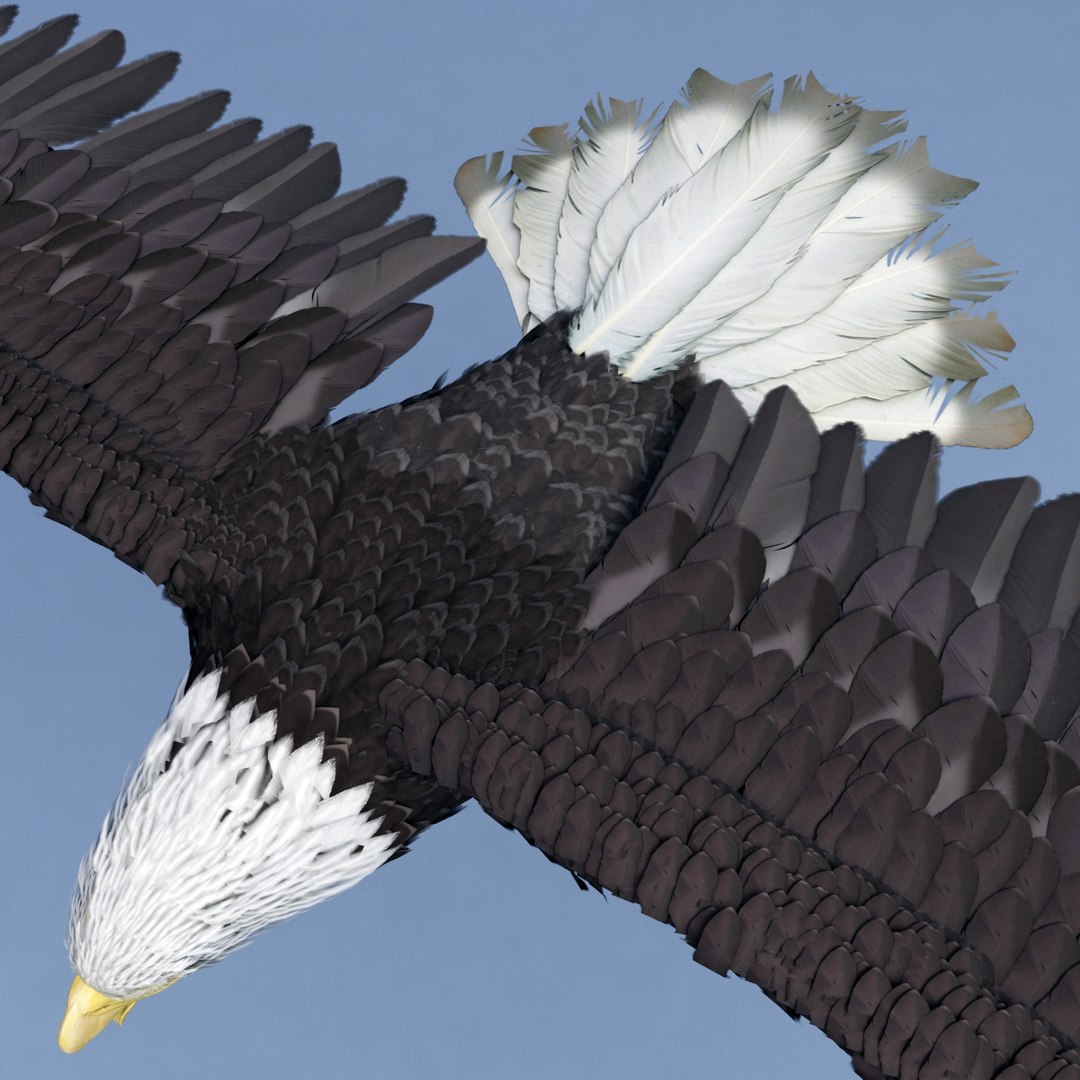 3d Bald Eagle