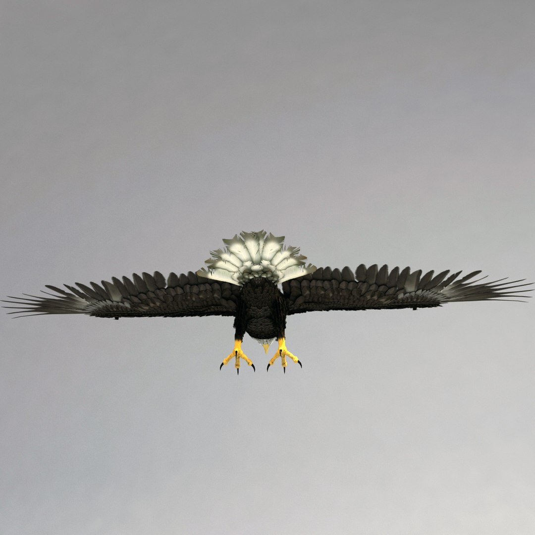 3d Bald Eagle