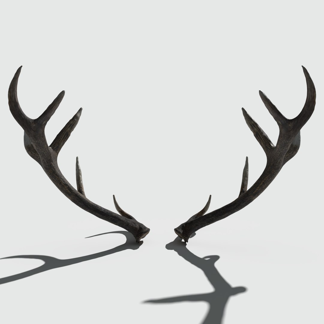 Reed Deer Antlers 3D Model - TurboSquid 1425257