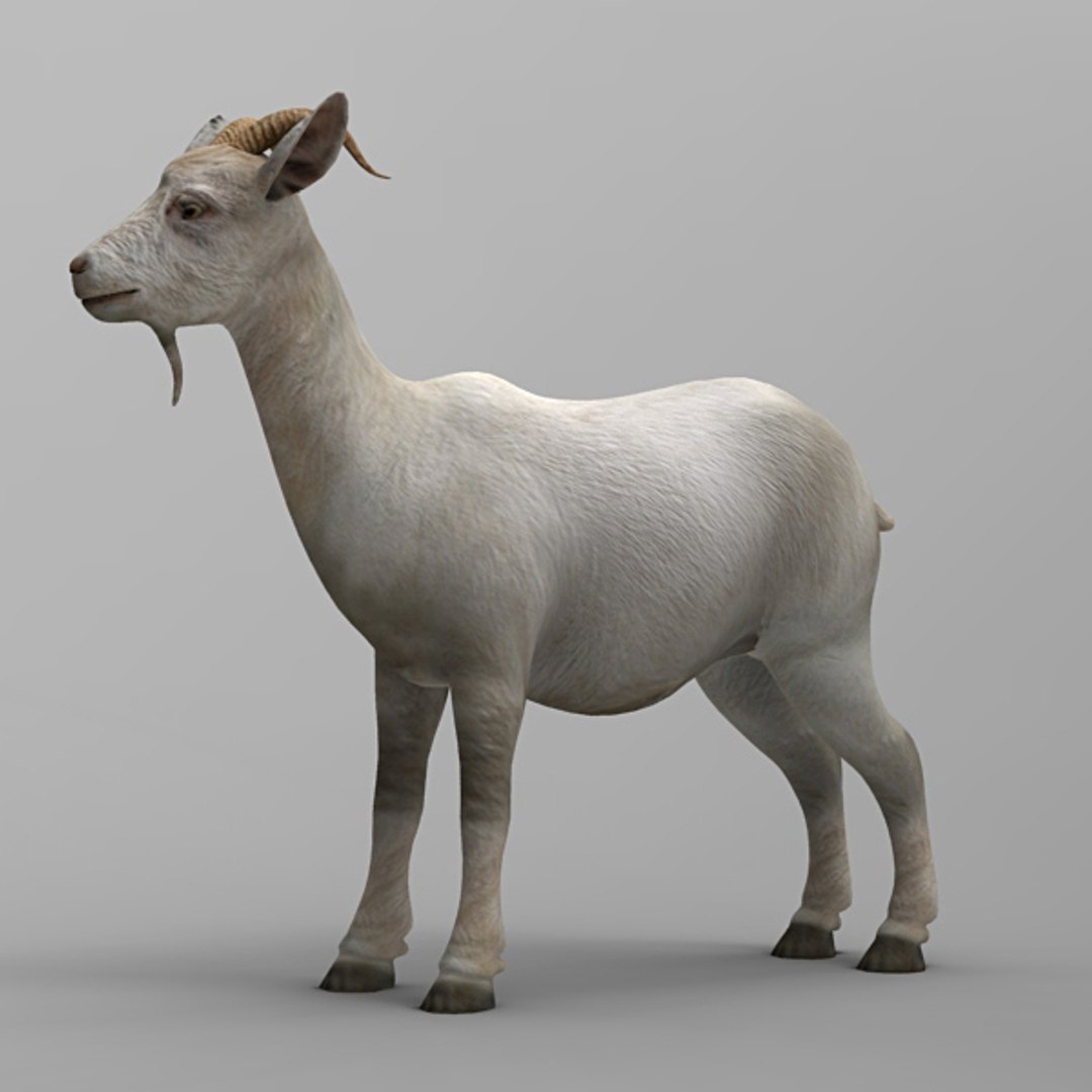 Pig Goat 3d Model